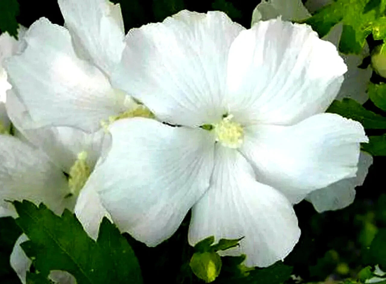 White Rose of Sharon Hibiscus Althea Starter Plant 6"-1' | Hibiscus sy ...