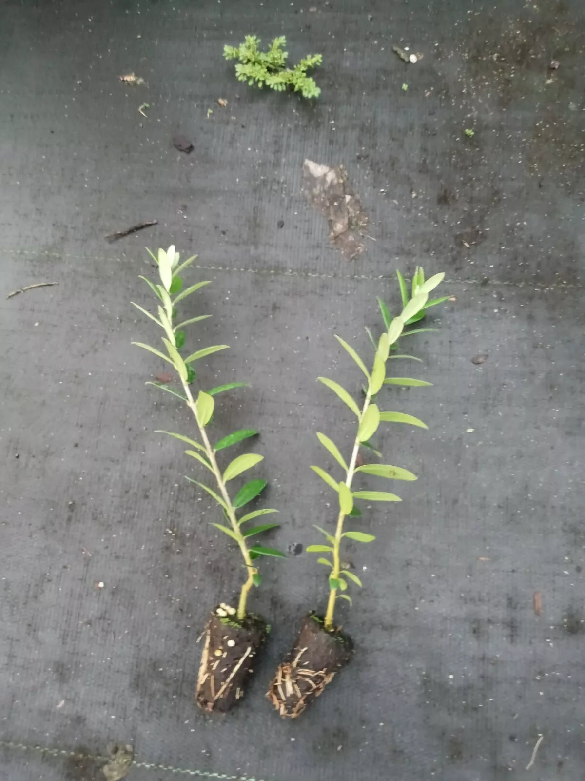 Arbequina Olive Tree Starter Plants - 2 Pack - Olea europaea - Rooted ...