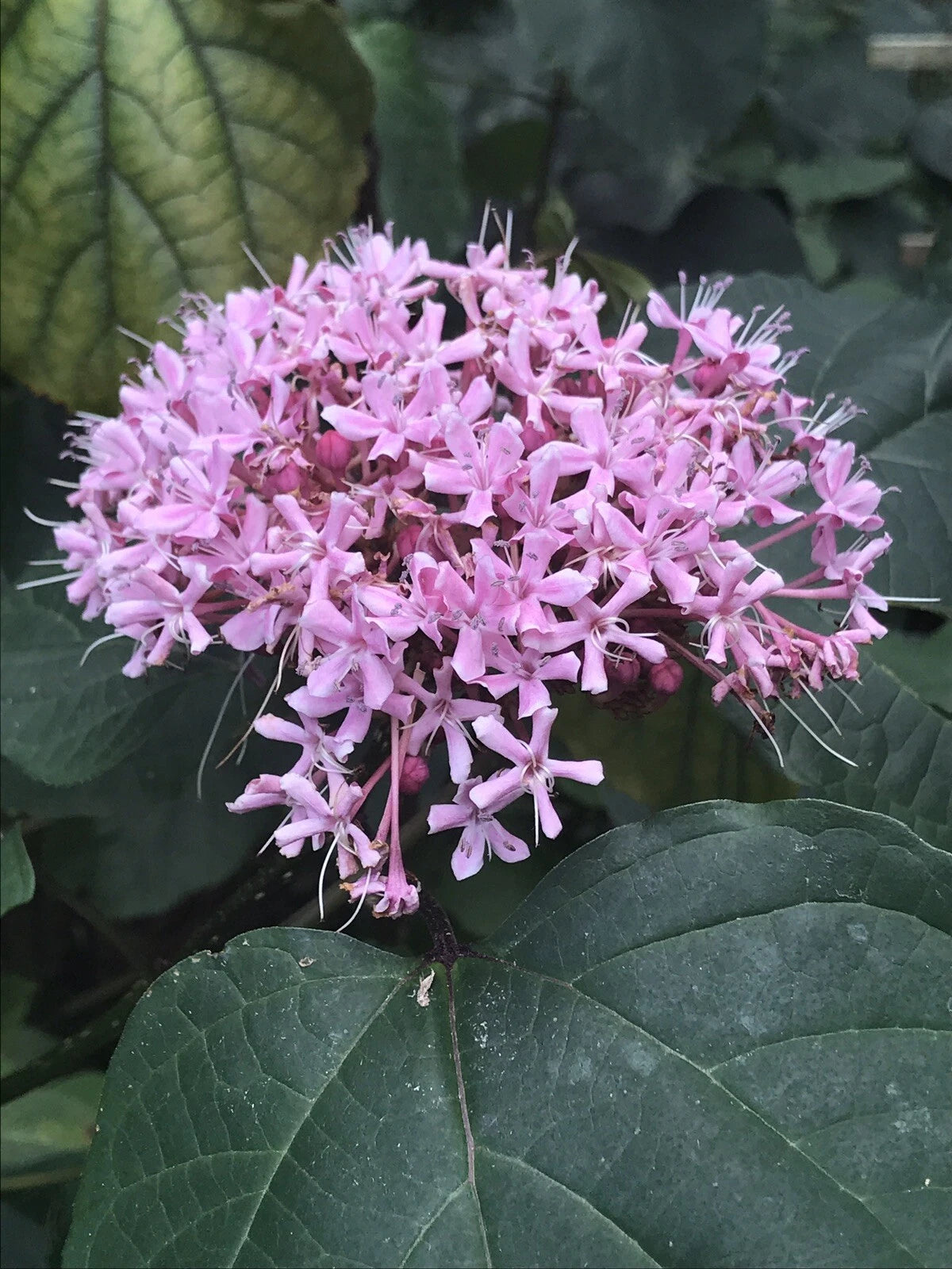 Heirloom Pink Mexican Hydrangea Plant - Rooted - Attracts Butterflies ...