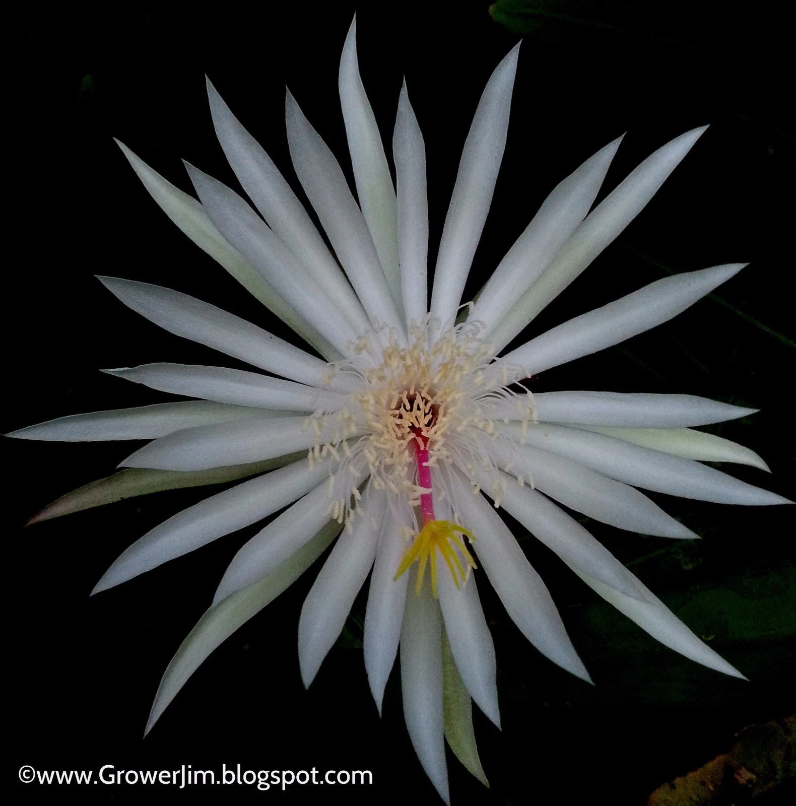 Epiphyllum Hookeri Cuttings - Orchid Cactus - 2-20 Pack - Tropical ...