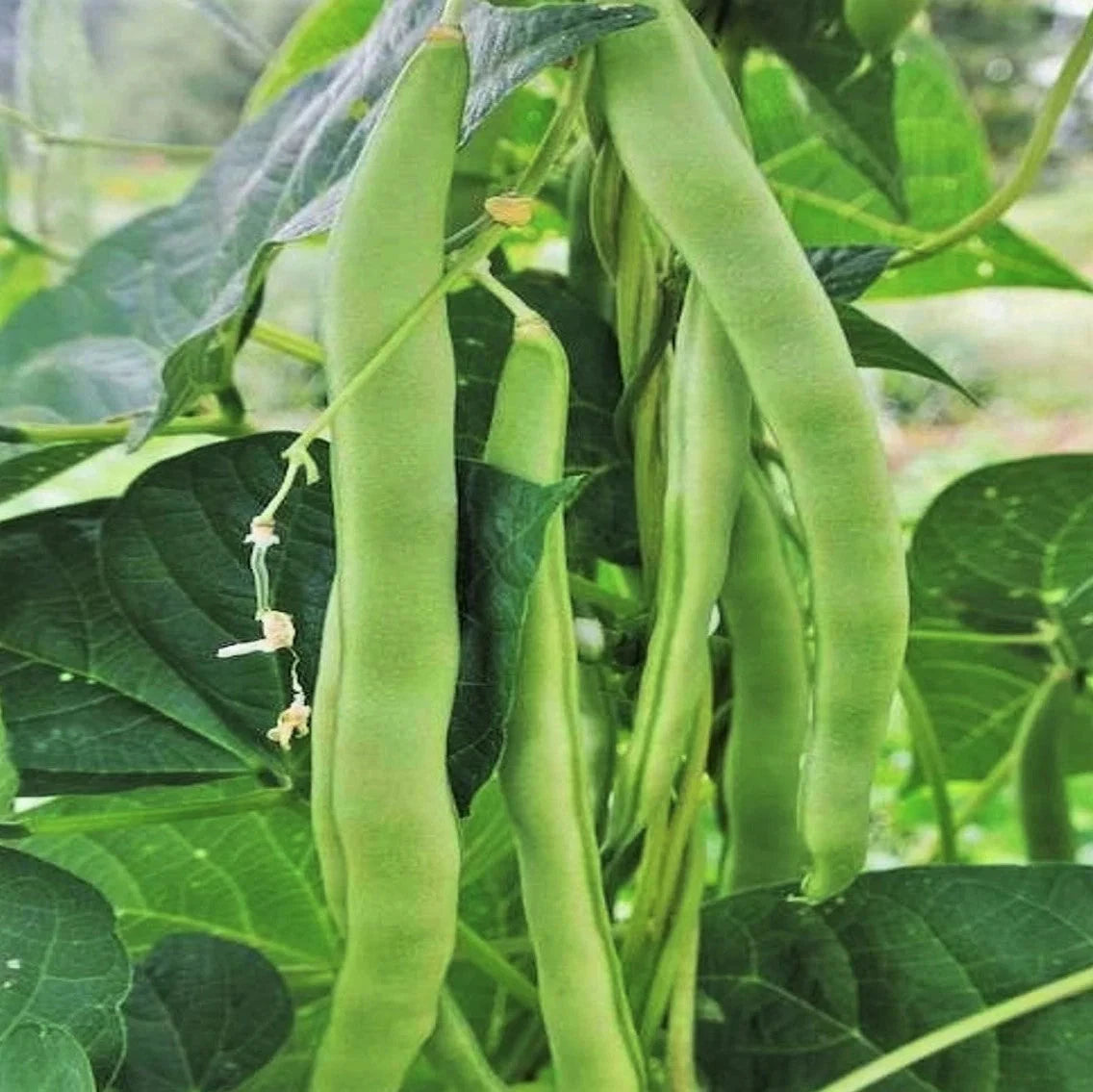 Lu Qing Romano Bean Seeds - Non-GMO Stringless Pole Variety - Ideal for ...