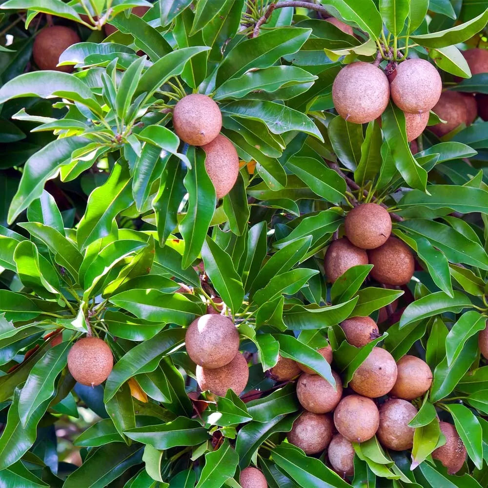 Sapodilla Tree Seeds - Chicle Tropical Brown Sugar Fruit - Manilkara ...