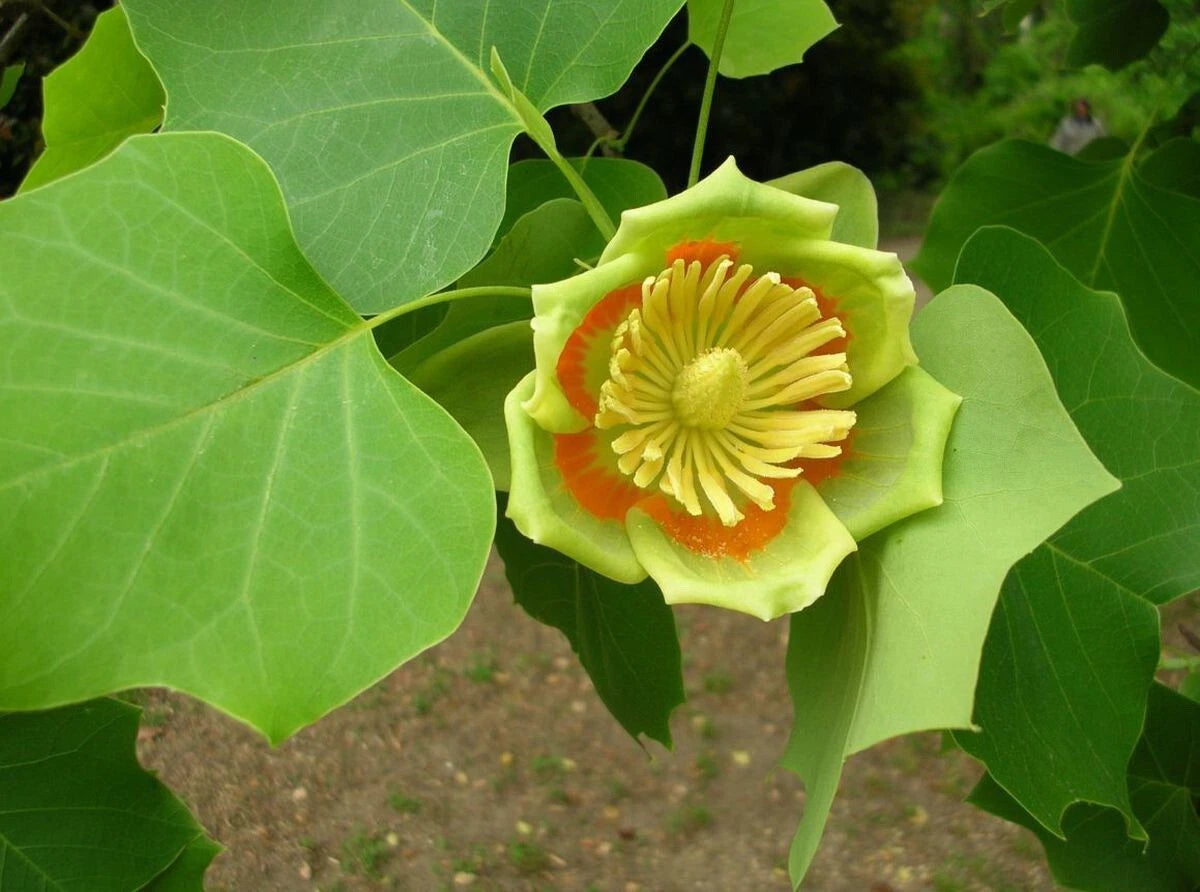 Tulip Poplar Tree Seeds - 20 Count - Liriodendron Tulipifera - Fast ...