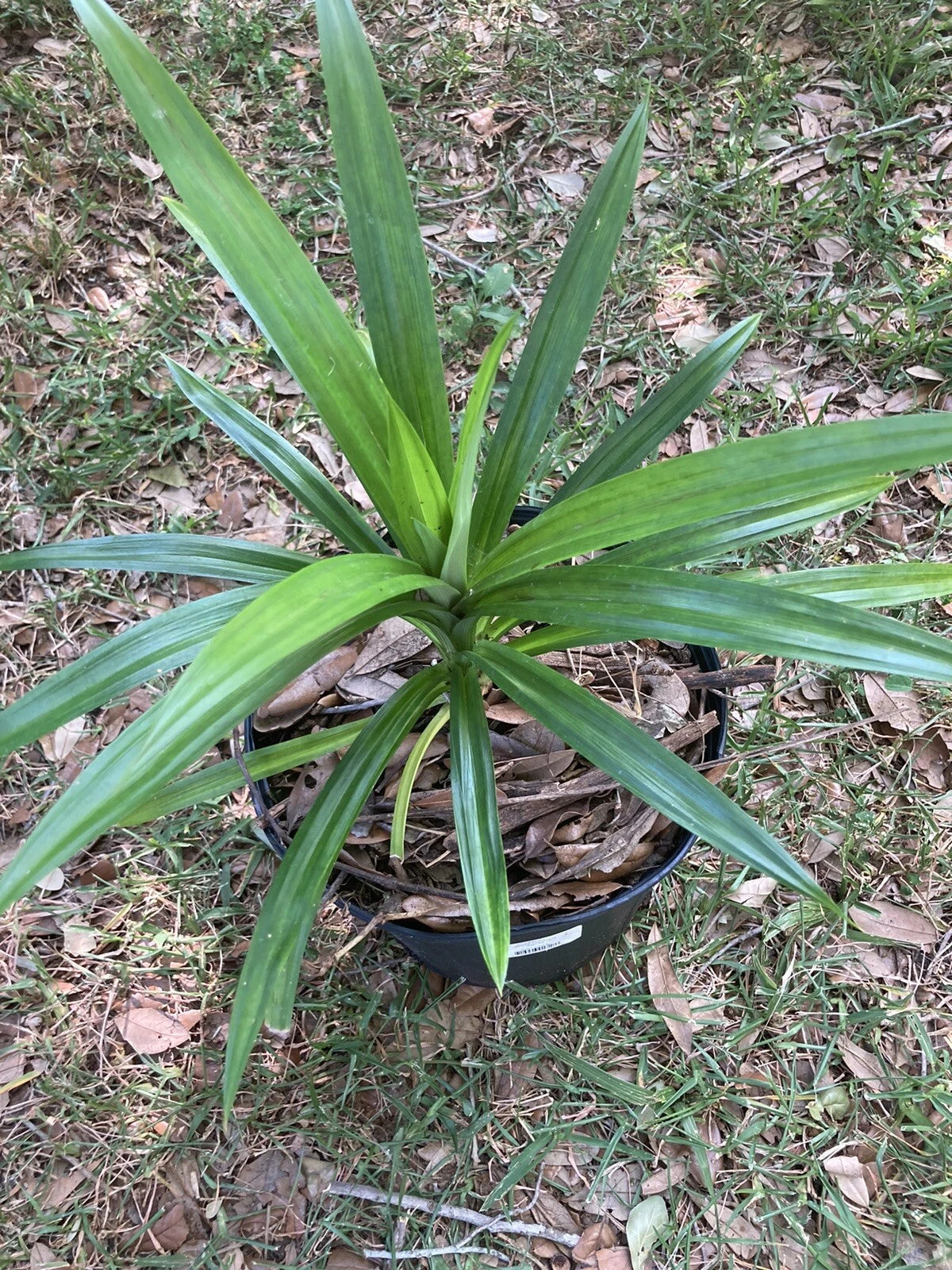 Live Pandan Plant - Well Rooted, Healthy, Organic - Pandanus ...