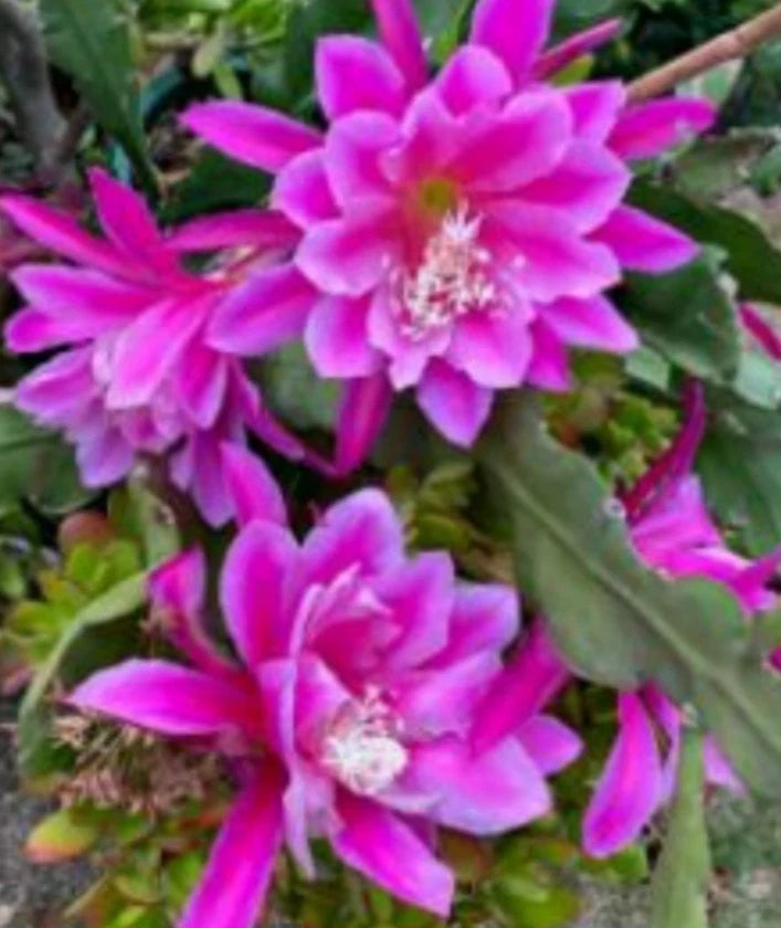 Epiphyllum Orchid Cactus Starter Plant Cutting - Hocus Pocus Variety ...