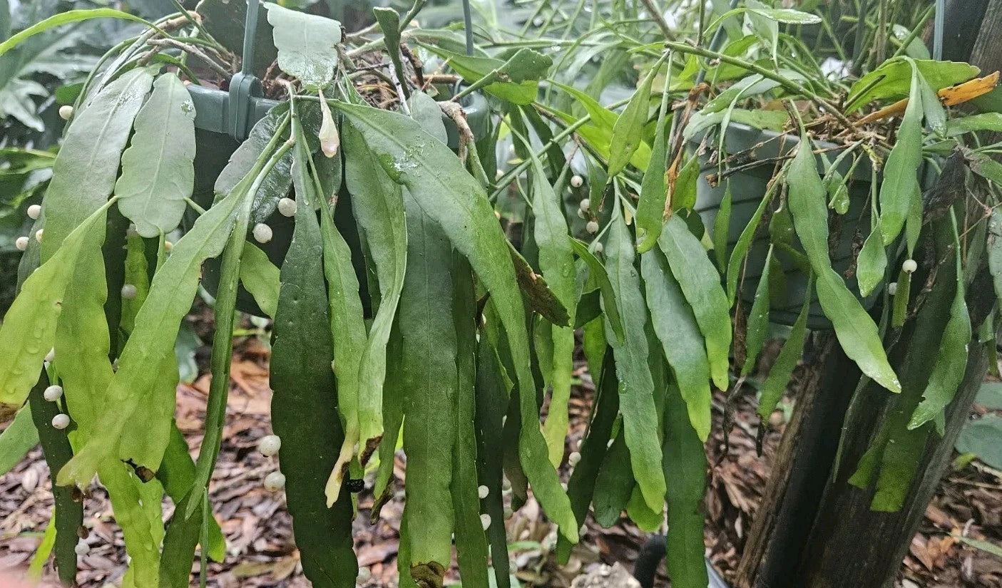 Rhipsalis Ramulosa Cuttings - 4 Leaf Mistletoe Cactus - Pseudorhipsalis ...