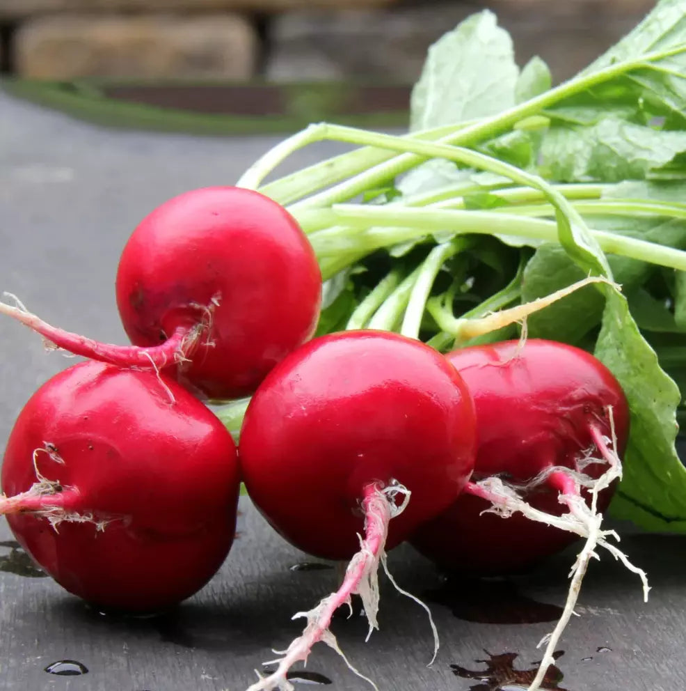 German Giant Radish Seeds - 100+ Heirloom Organic Non-GMO - Fresh ...