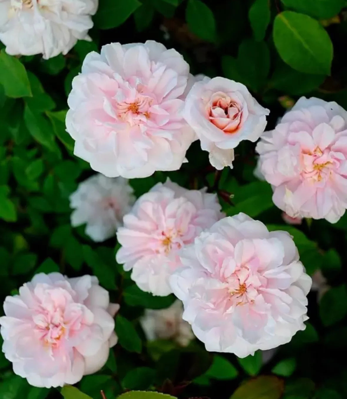 Cecile Brunner Rose Cuttings - 10 Premium Unrooted Fragrant Plants - R ...