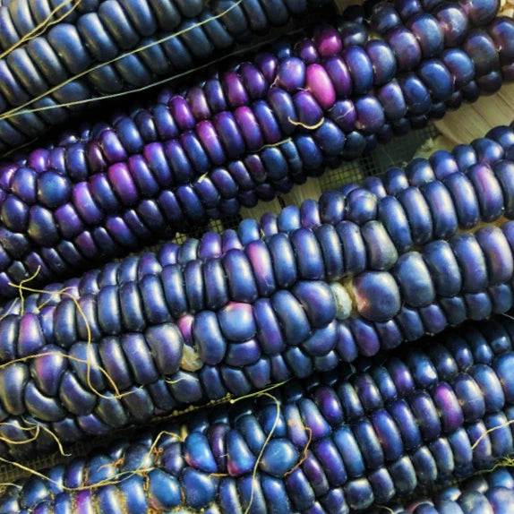 Rio Grande Blue Ornamental Corn Seeds | Hopi Azul Flint Indian Dent ...