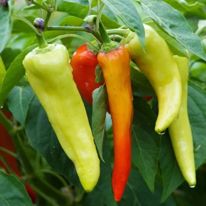 Sweet Banana Pepper Seeds - 10 Pack - Capsicum annuum - Non-GMO Vegeta ...