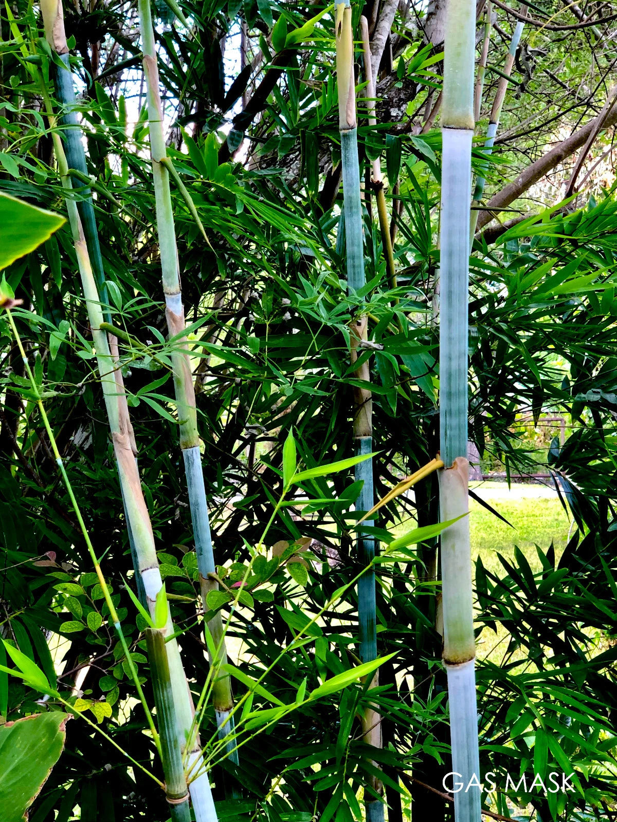 Tropical Blue Bamboo Rhizome, Blue Chungii Clumping Bamboo, Live Plant ...