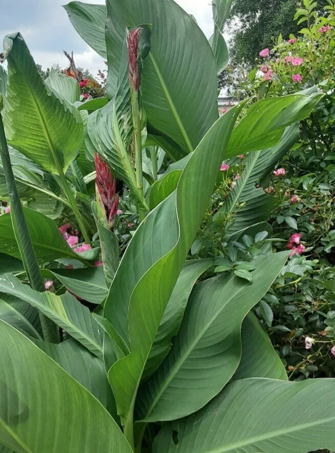 Canna Lily Bulbs (2) - Red Flowers, Tall Growth, Large Green Foliage ...