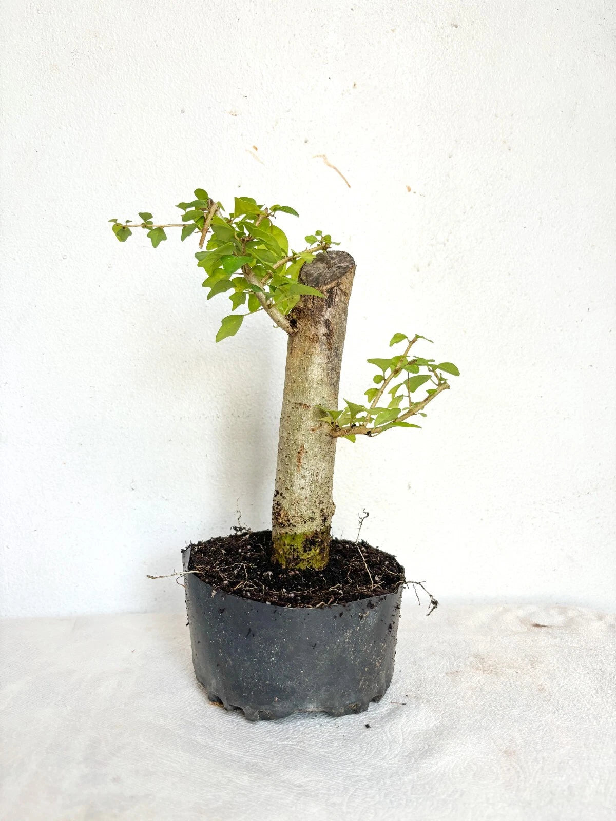 Parrot's Beak Plant - Pre-Bonsai - Gmelina philippensis - Fat Trunk ...