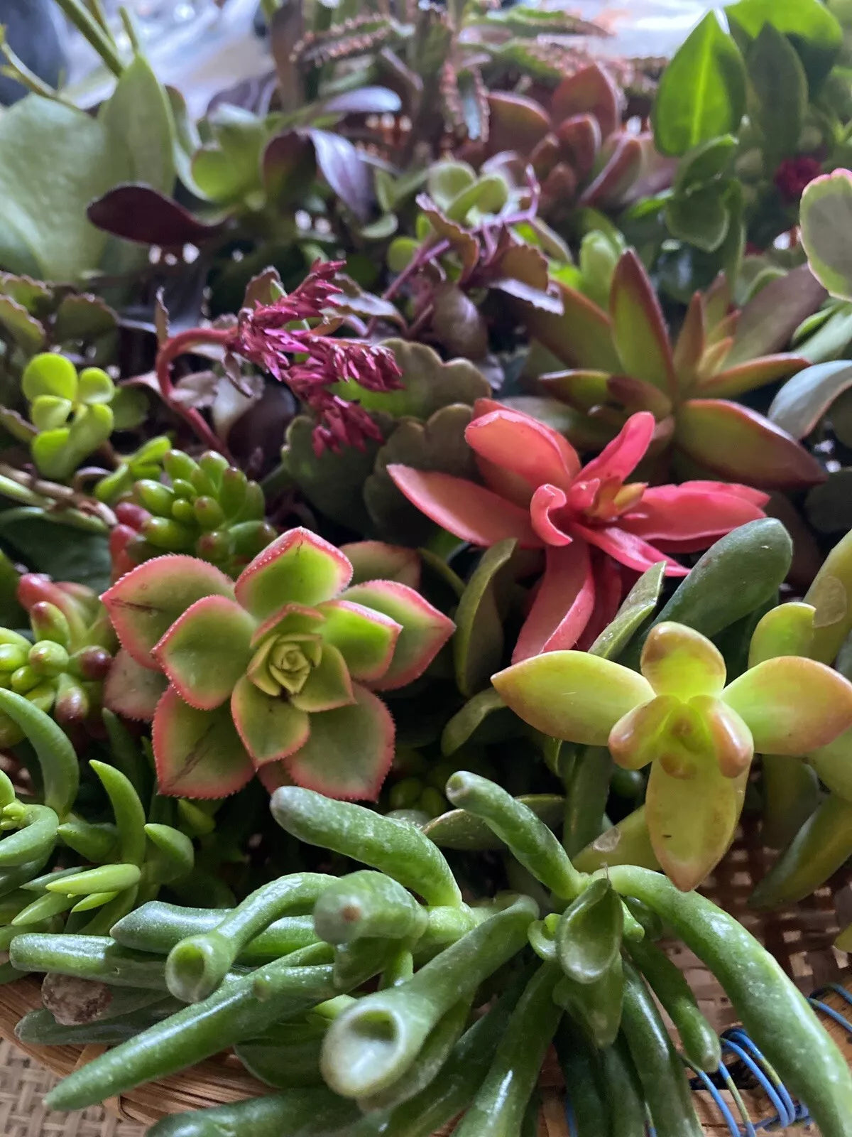 Fresh Succulent Cuttings Assortment of 5 Unique Varieties + 1 Free Cut ...