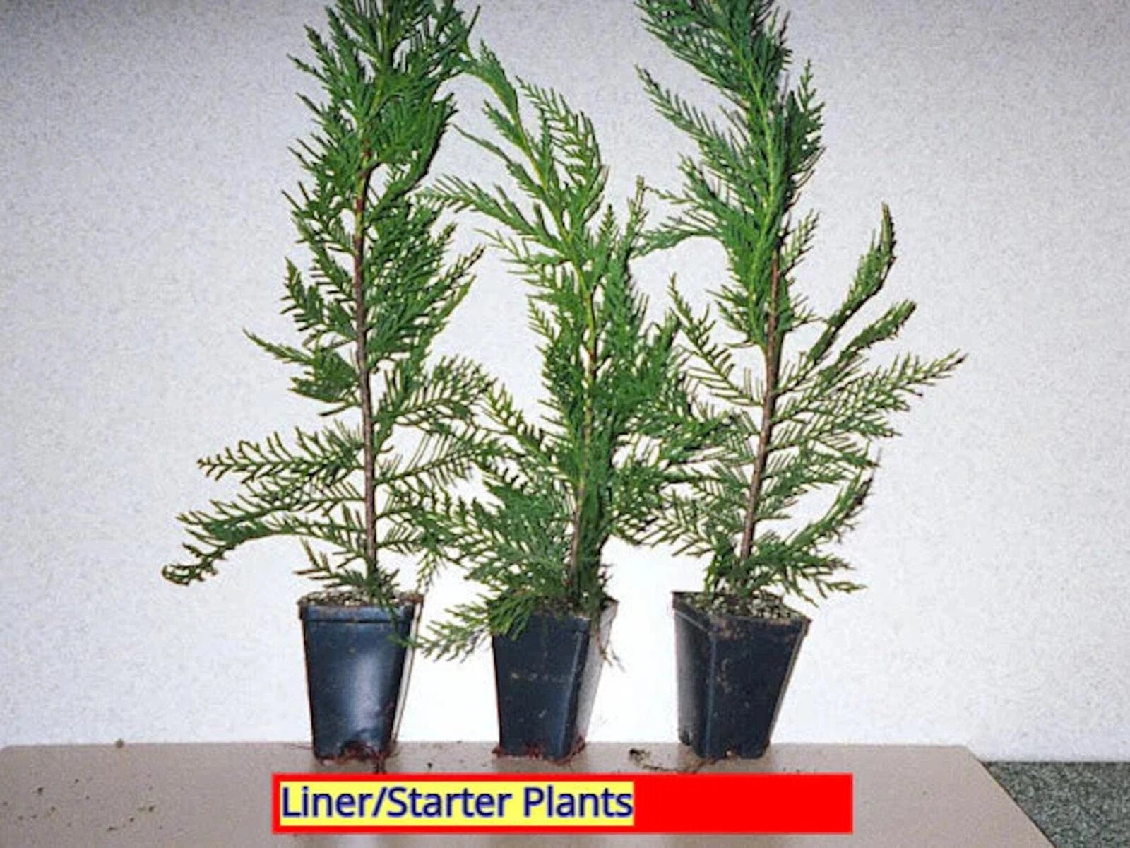 Leyland Cypress Tree Starter Plant - Bare Root Evergreen Hedge - Cupre ...