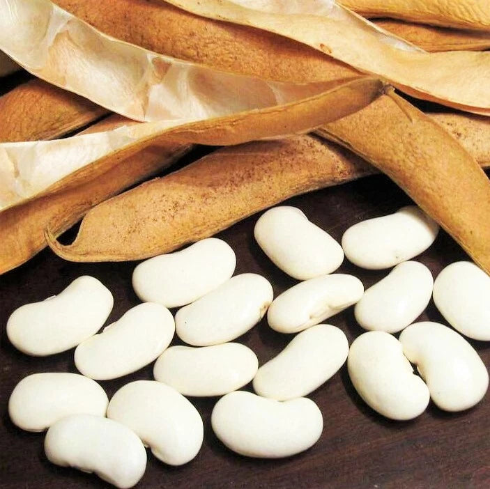 Navy Bean Seeds for Planting | Great White Northern Beans | Vegetable ...