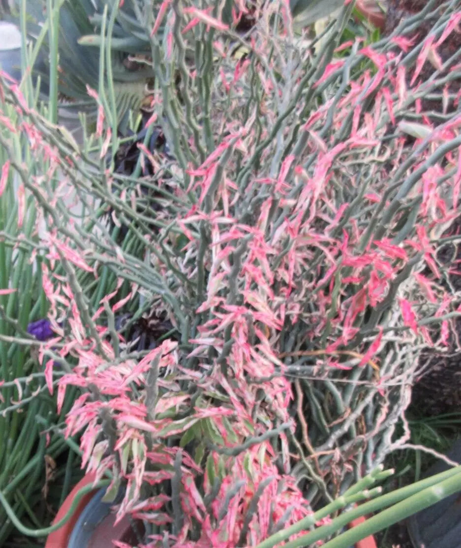 Devil's Backbone Cuttings - 20 Zig Zag Redbird Variegated - Pedilanthus ...