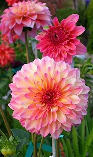 Rare Mix Dahlia Flower Seeds - 100+ Count, Easy to Grow, USA Made, Shi ...
