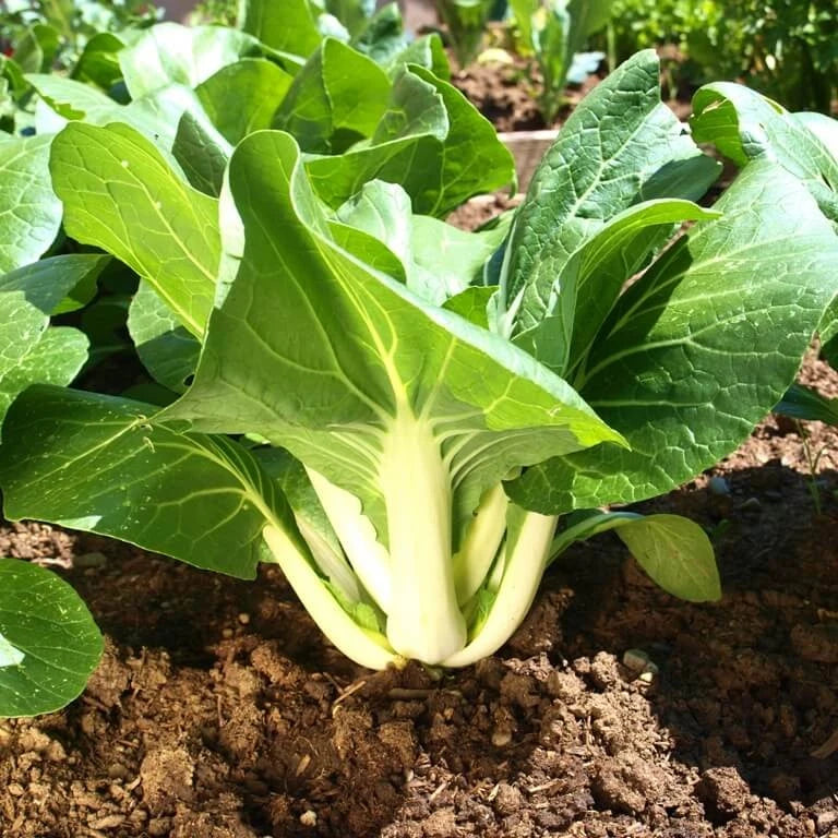 Large Bok Choy Seeds - White Stem Variety - Pak Choi, Pok Choy, Canton ...