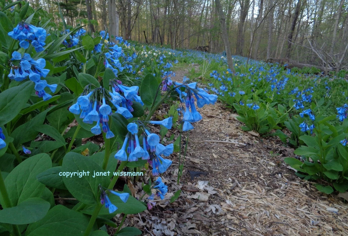 Virginia Bluebells Bulbs - 10 Roots Mertensia virginica - Perennial ...
