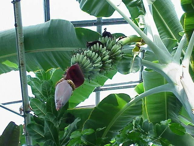 Musa 'Gran Nain' Banana Tree Live Plant - Tropical Fruit Plant - Indoo ...
