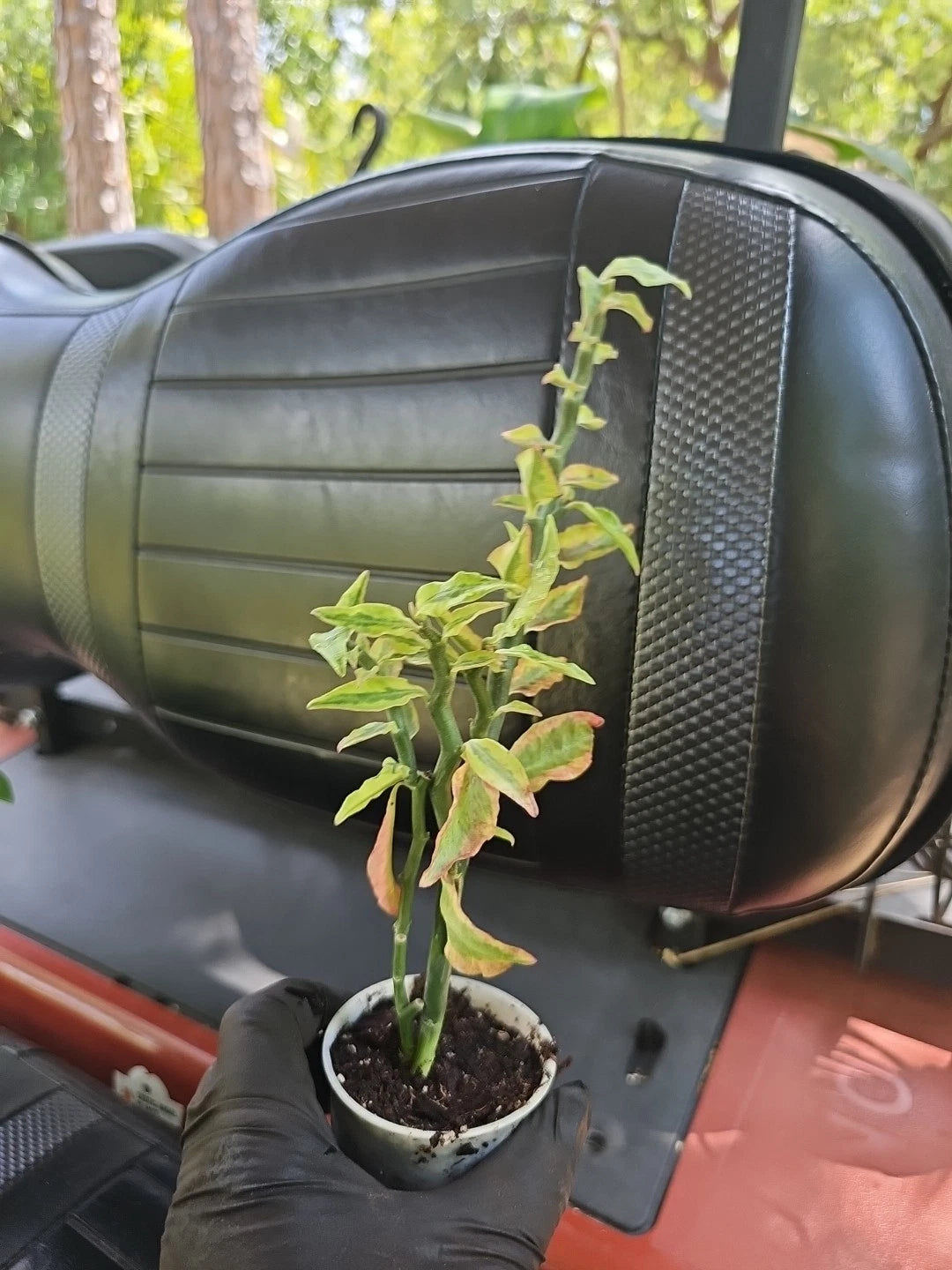 Variegated Devil’s Backbone Plant 2.5" Pot Euphorbia tithymaloides Zig ...