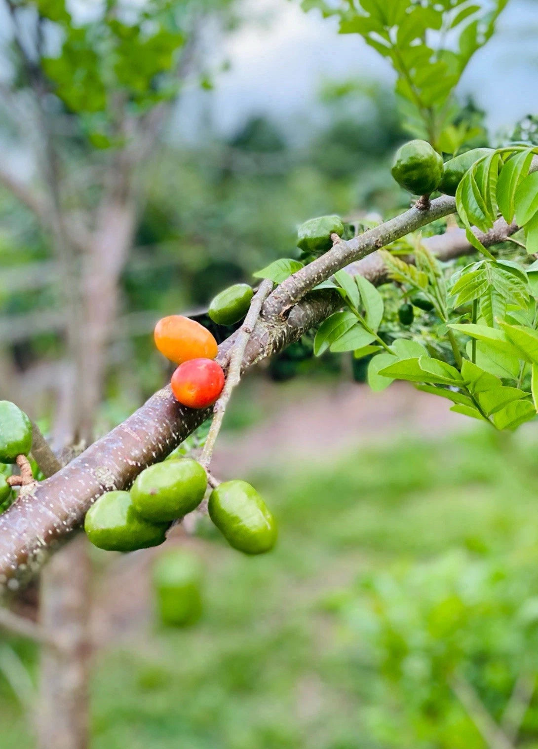 Hog Plum Cuttings - 5 Fresh Cuttings, Jamaican Red Coat Plum, Spondias ...