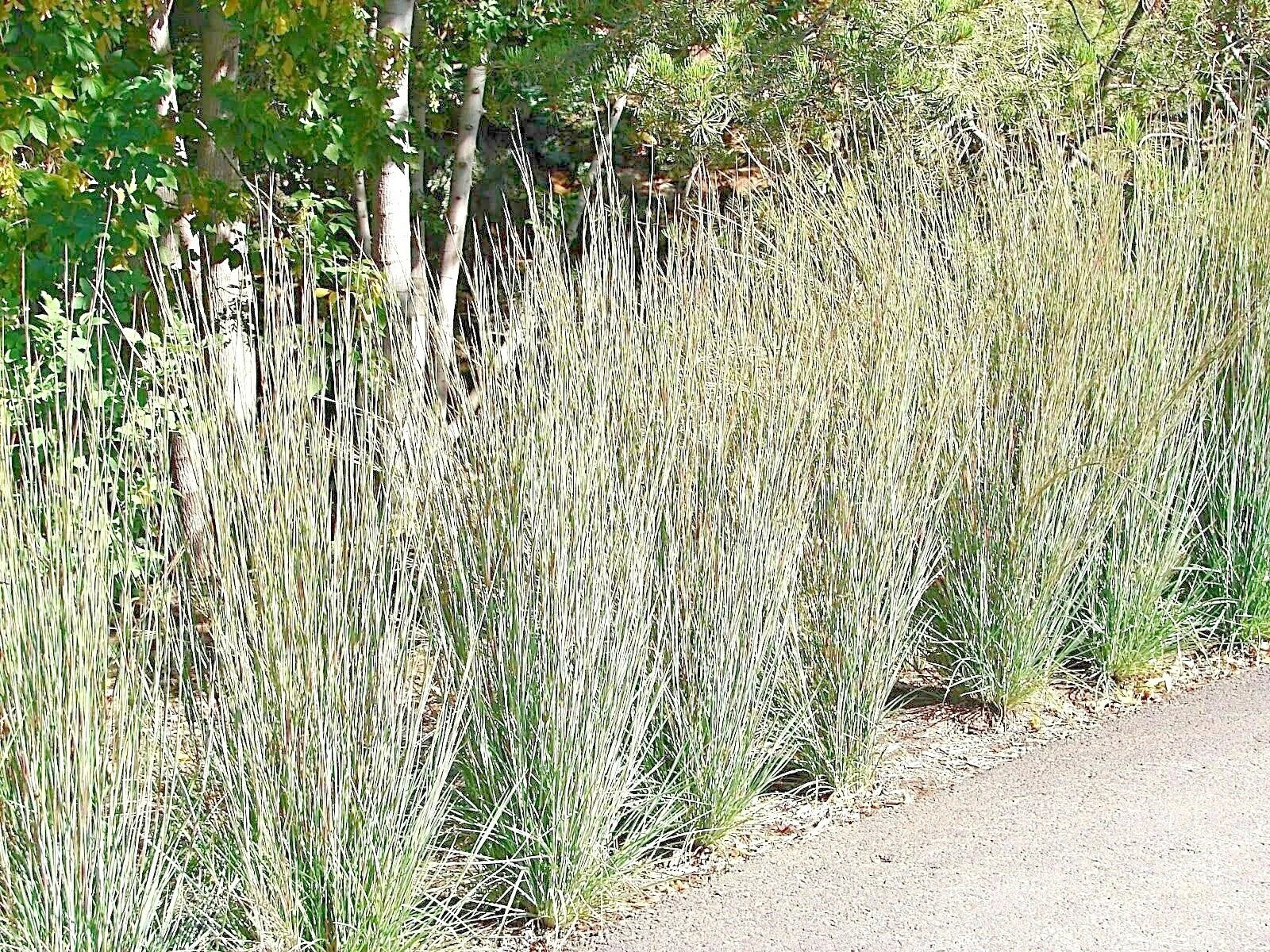 Little Bluestem Seeds - 500+ Count - Native Prairie Grass - Ornamental ...