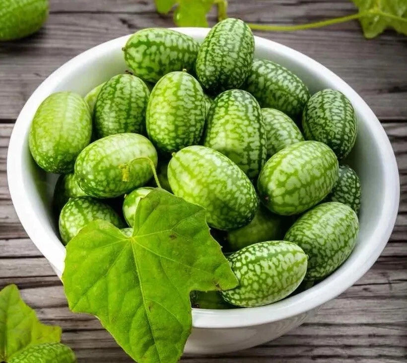 Cucamelon Seeds - 15+ Non-GMO Mouse Melon - Melothria Scabra Mexican S ...
