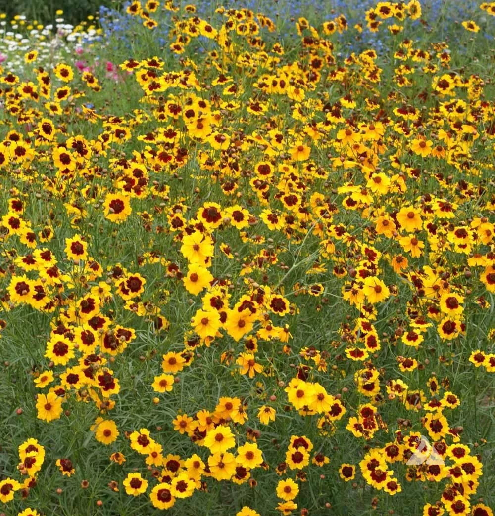 Plains Coreopsis Seeds - 500 Heirloom Wildflower Seeds for Full/Part ...