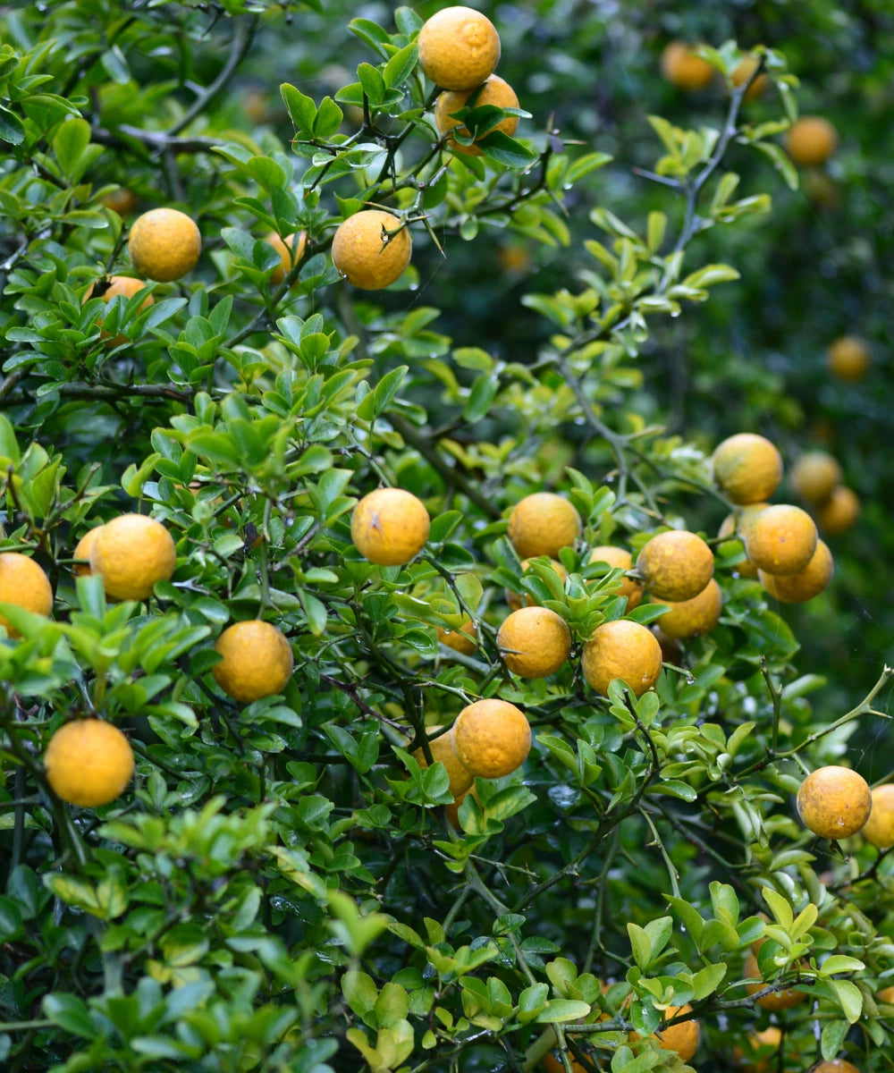 Trifoliate Hardy Orange Tree Seedling 4-6 Inch Poncirus trifoliata ...