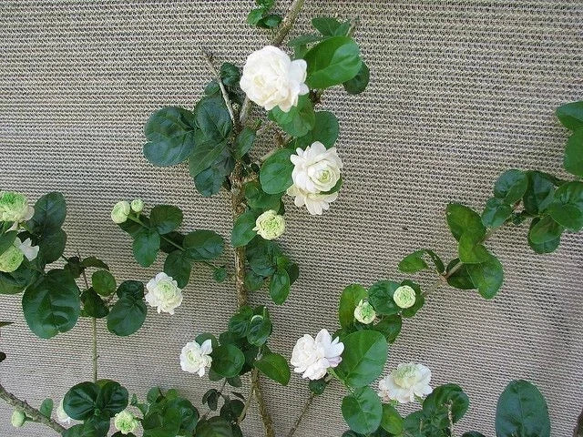 Grand Duke of Tuscany Jasmine Starter Plant - Jasminum Sambac - Small ...