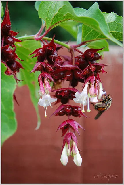 Himalayan Honeysuckle Bush Seeds - 200 Count - Hardy Perennial, Sympho ...