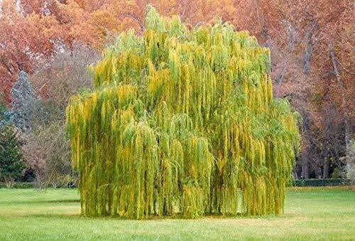 5 Foot Tall Golden Weeping Willow Tree Cutting - Ready to Plant - Sali ...