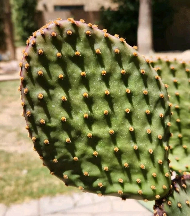 Opuntia Lubrica Prickly Pear Cactus Pad Segment Cutting - Live Plant ...