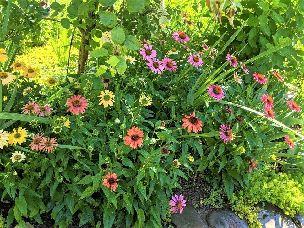 Echinacea Coneflower Plants - Cheyenne Spirit Variety - Perennials - 10 ...