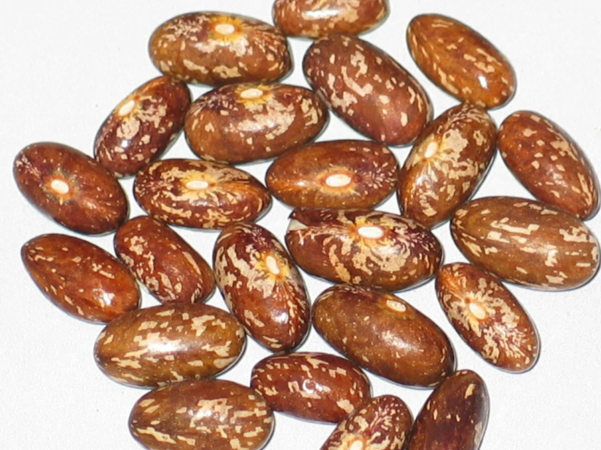 Topcrop Bush Bean Seeds 250+ - Phaseolus vulgaris - Heirloom Variety f ...