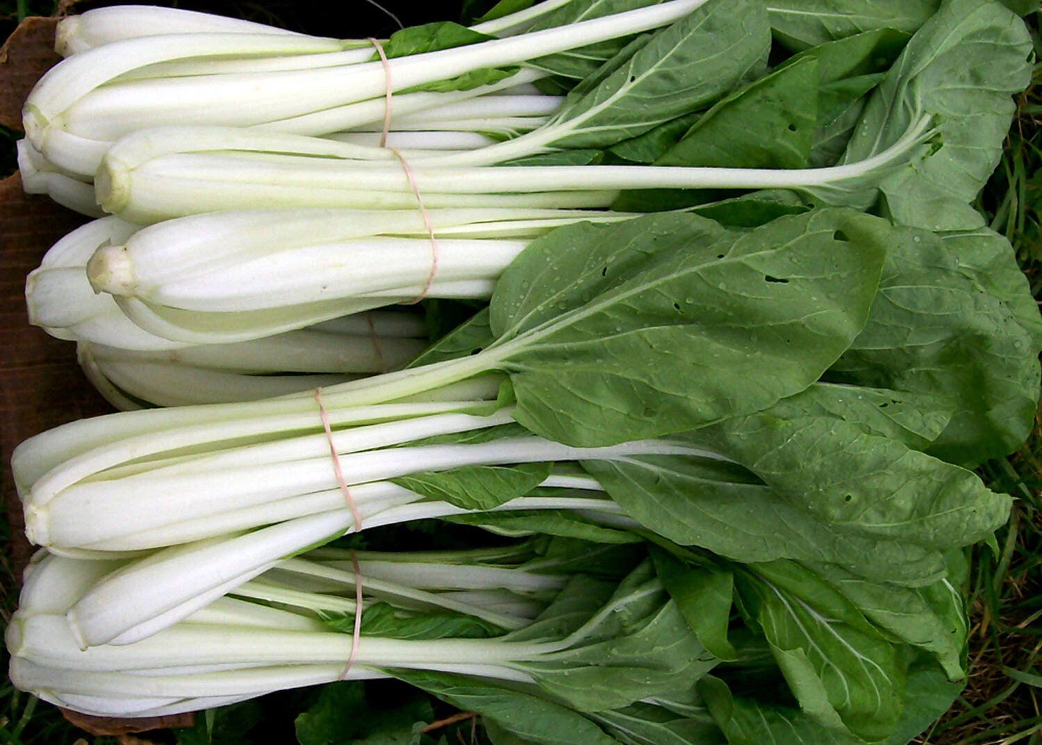 Pak Choi Seeds 200+ Count White Stem Chinese Cabbage Bok Choy Brassica ...