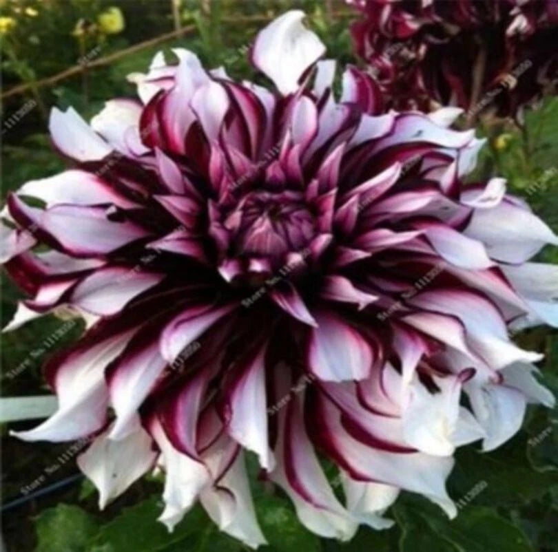 Dahlia Flower Seeds 20PCS - Rare Beautiful Perennial Variety - Perfect ...