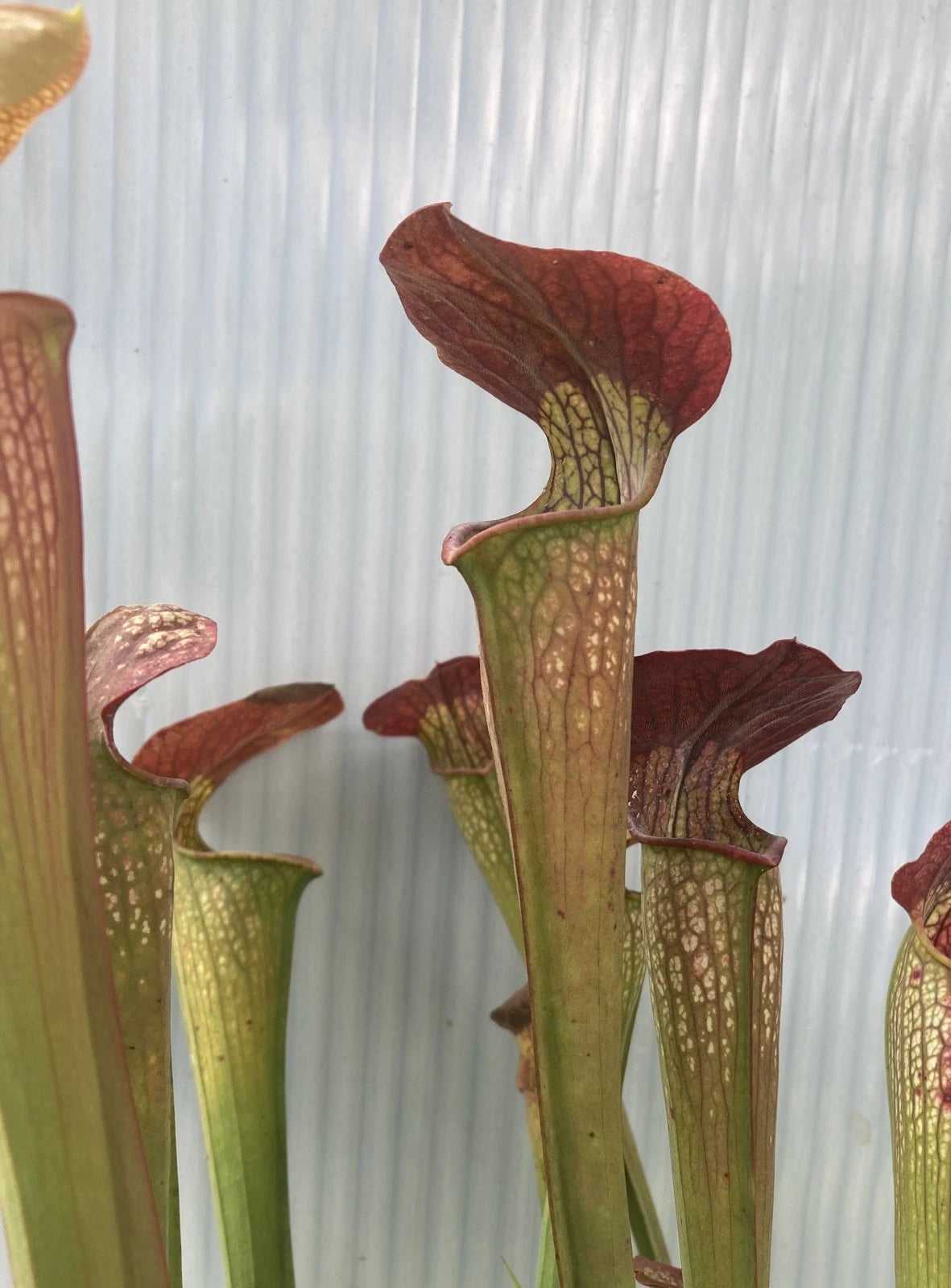 Sarracenia Alata Black x Flava Rubricorpora Plant Division, Bare Root ...