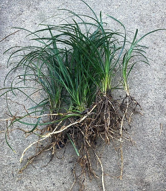 15 Mondo Grass Bare Root Plants – Evergreen Perennial Ground Cover, Op ...