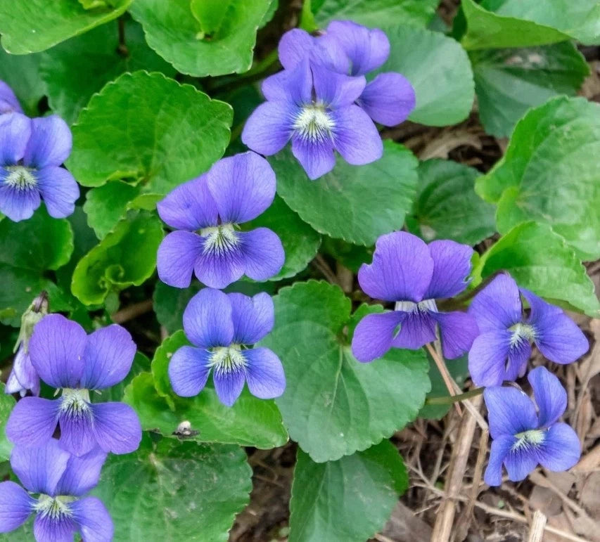 Organic Violet Seeds - 20 Count Native Purple Viola sororia Herb - USA ...
