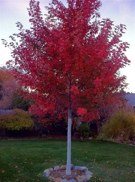 Red Maple Seedling Plant 8 Inches Bare Root Acer rubrum Live Tree ...