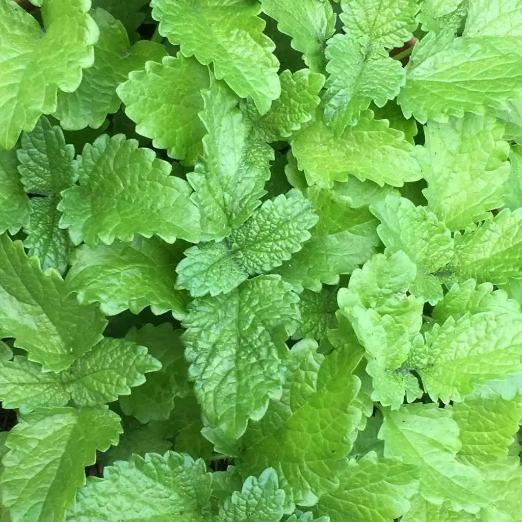 Lemon Balm Seeds 500+ | Perennial Herb | Mosquito Insect Repellent | M ...