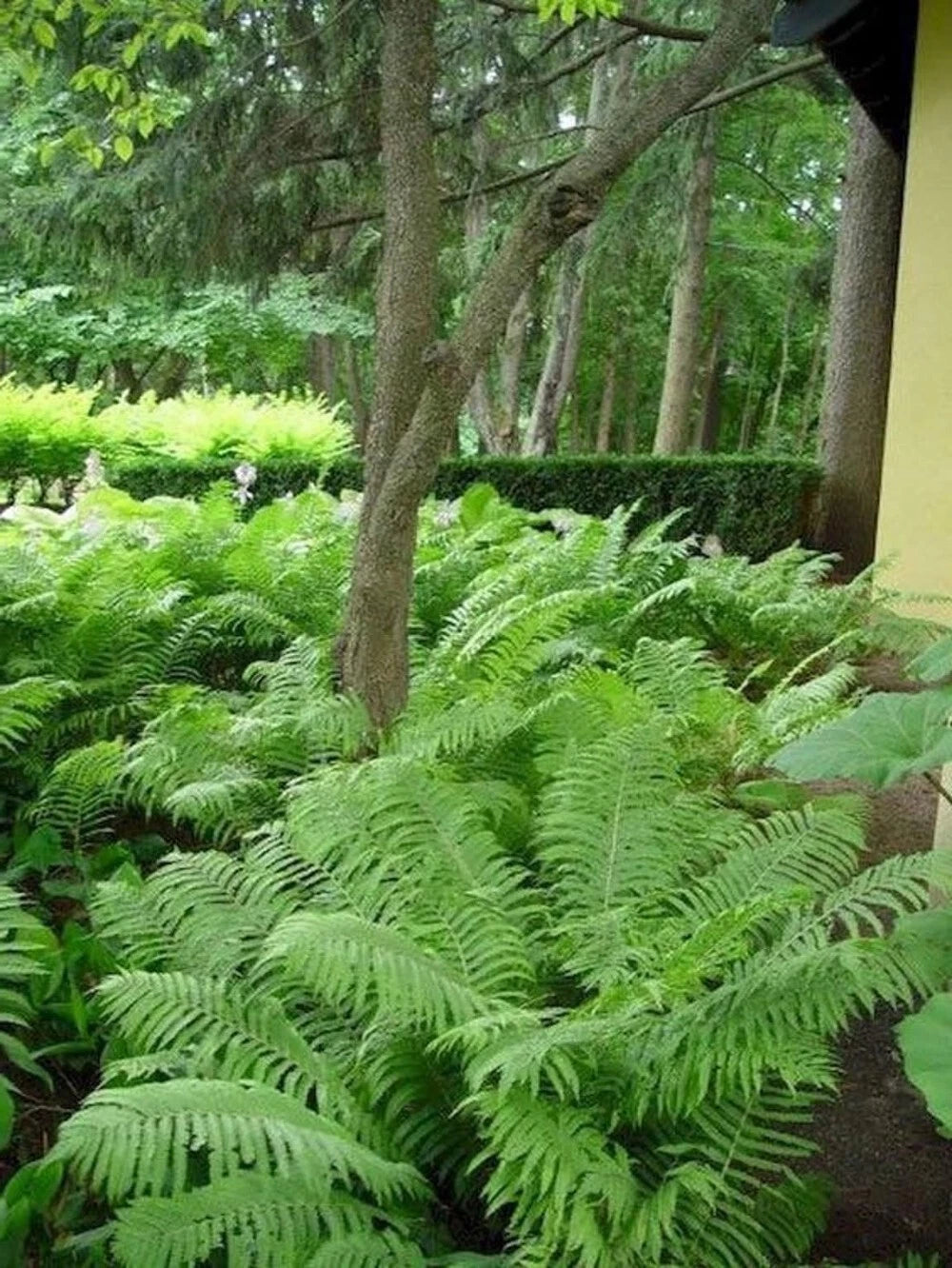 Ostrich Fern Bare Roots - Matteuccia struthiopteris - Fiddleheads ...