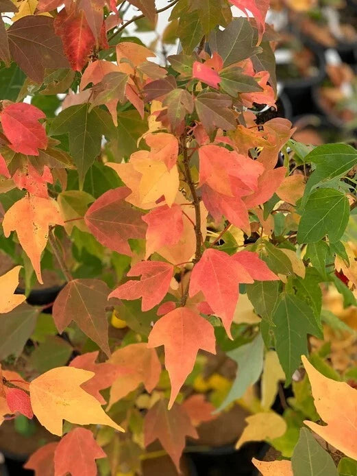 Trident Maple Trees Set - 6-12" Tall - 4" Pot - Acer buergerianum - De ...