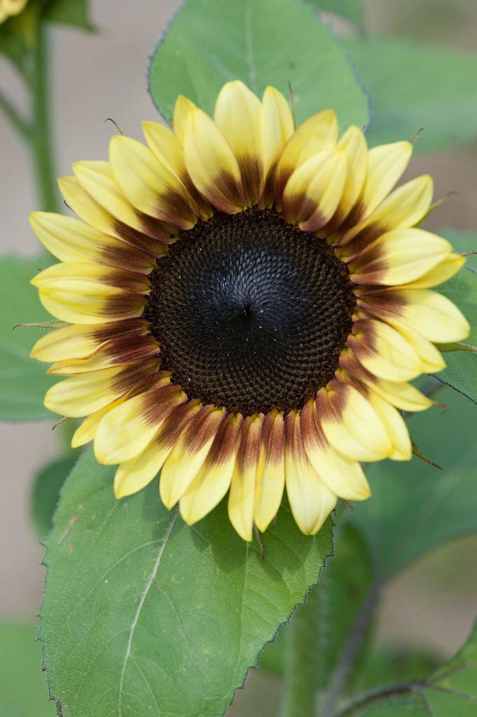 Sunflower Seeds - Pro Cut Red & Lemon Variety - Fresh Seed for Planting ...