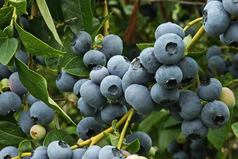 Patriot Blueberry Plant - Rooted Shrub, Self-Pollinating, 4-6 ft Tall ...