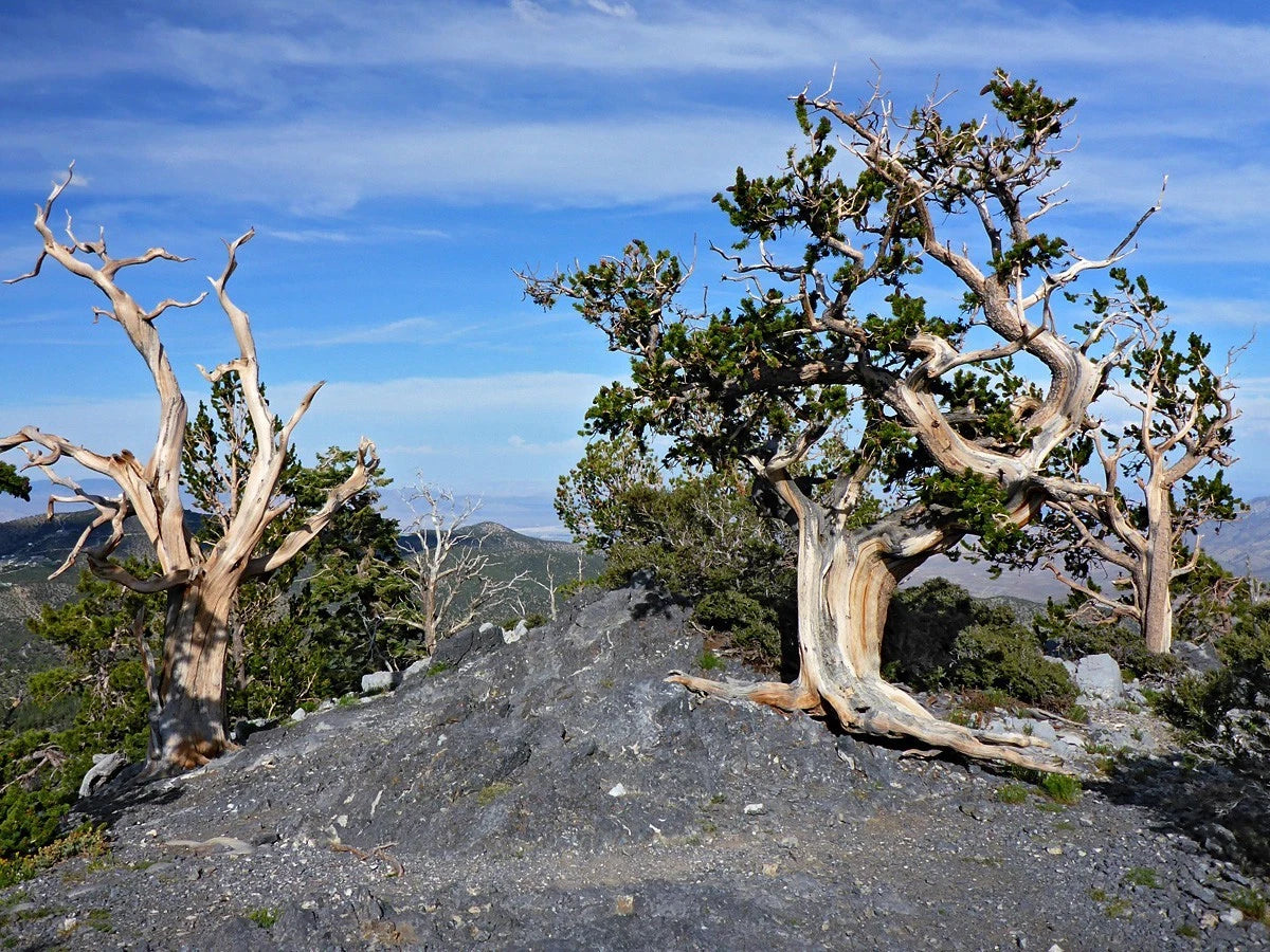 Bristlecone Pine Seeds - 10 Pack - Pinus aristata - Oldest Living Tree ...