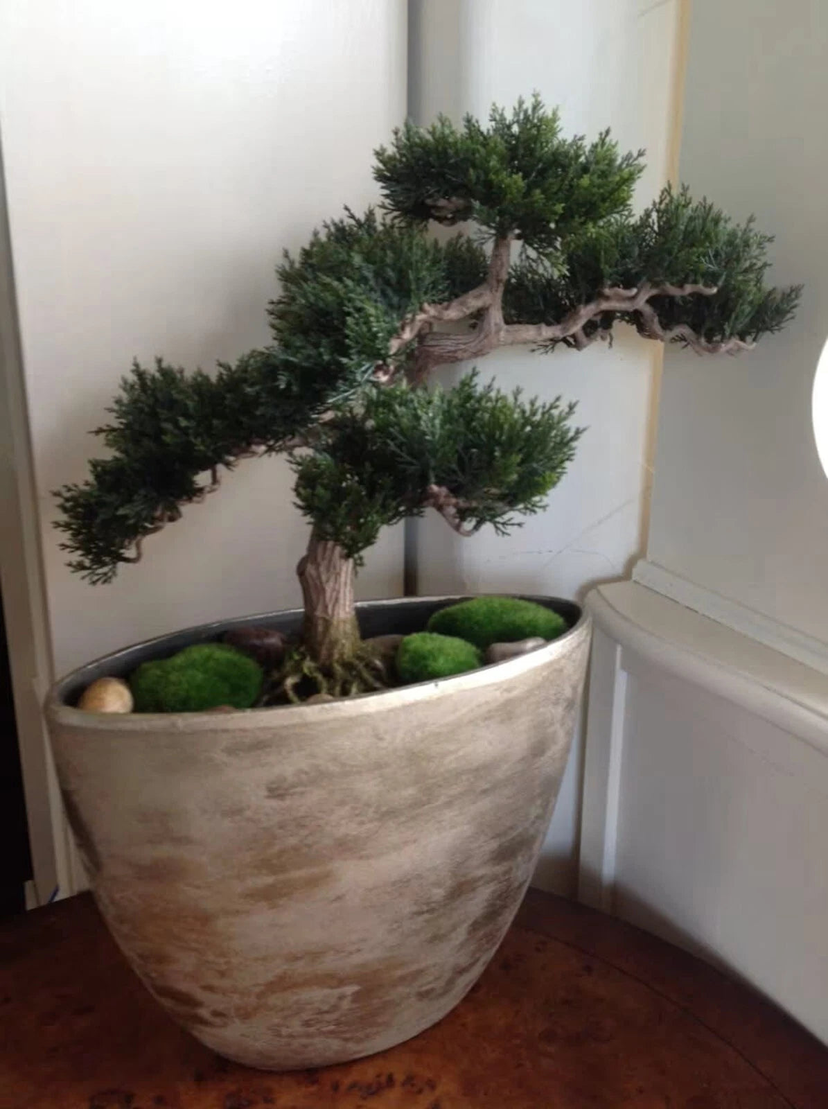 Mendocino Cypress Seeds - 20+ Ornamental Seeds - Cupressus pygmaea ...